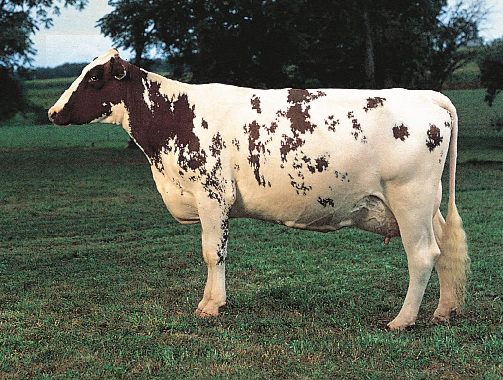 Farm Fresh Milk: Celebrating the Heritage and Significance of Indian ...