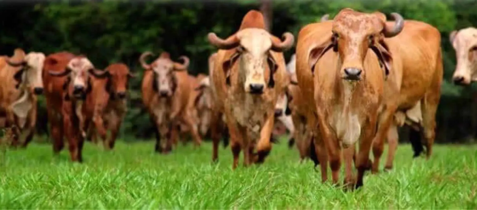 Farm Fresh Milk: Celebrating the Heritage and Significance of Indian ...